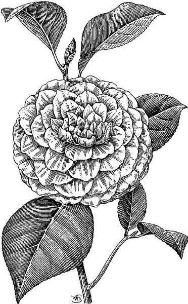 kamelija - Hrvatska enciklopedija