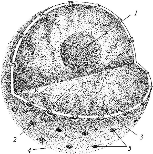 jezgra, stanična - Hrvatska enciklopedija
