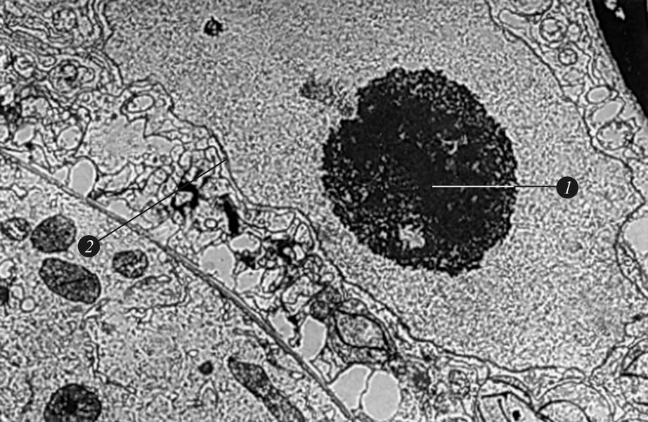 jezgra, stanična - Hrvatska enciklopedija