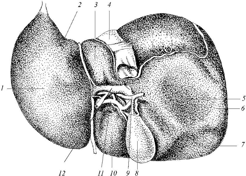 jetra - Hrvatska enciklopedija