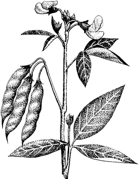 kajan - Hrvatska enciklopedija