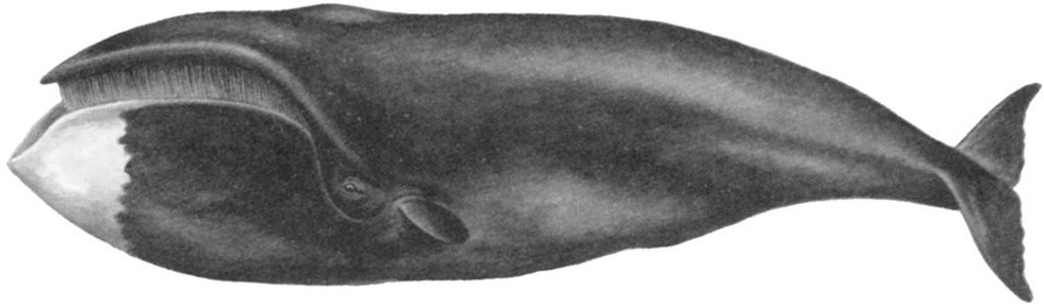 kitovi - Hrvatska enciklopedija