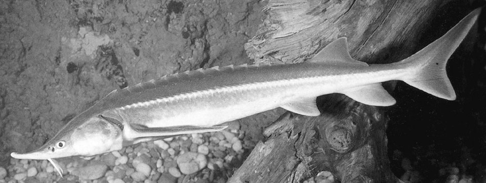 kečiga - Hrvatska enciklopedija