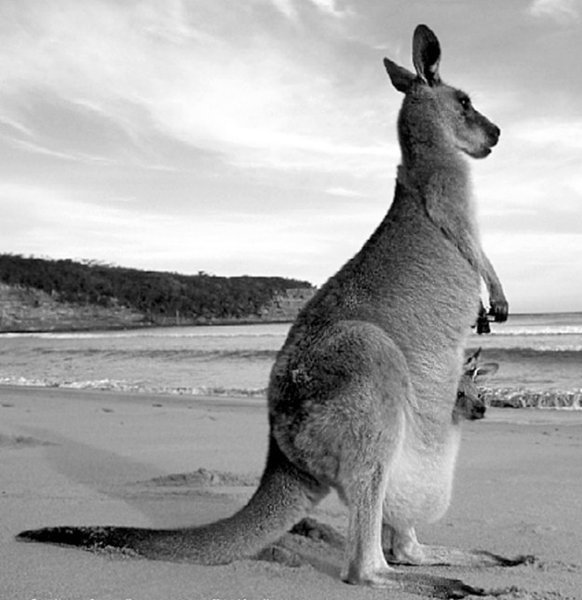 klokani - Hrvatska enciklopedija