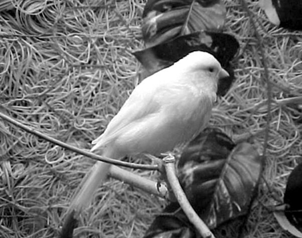 kanarinac - Hrvatska enciklopedija