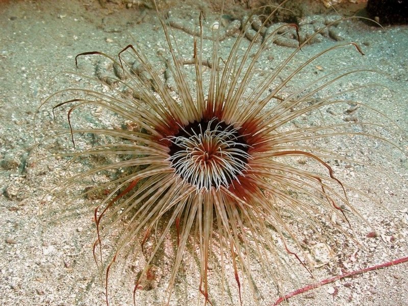 Jadransko more - Hrvatska enciklopedija