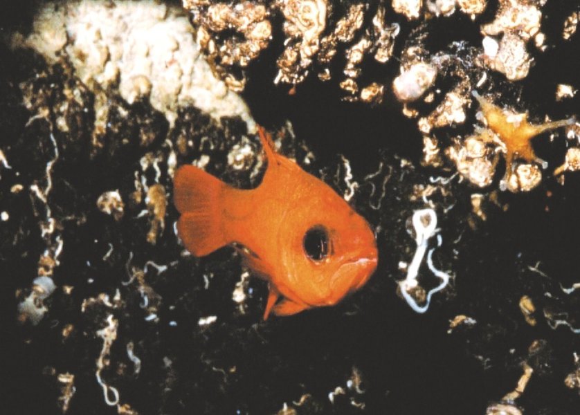 Jadransko more - Hrvatska enciklopedija