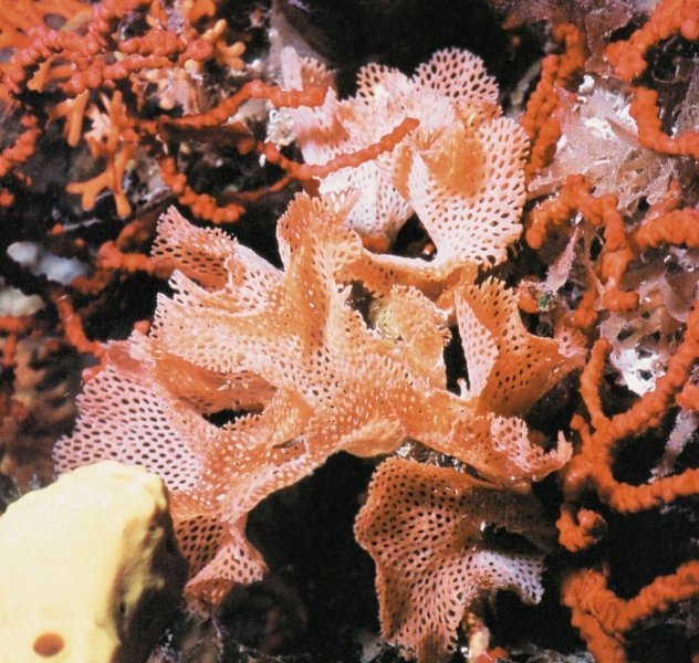 Jadransko more - Hrvatska enciklopedija