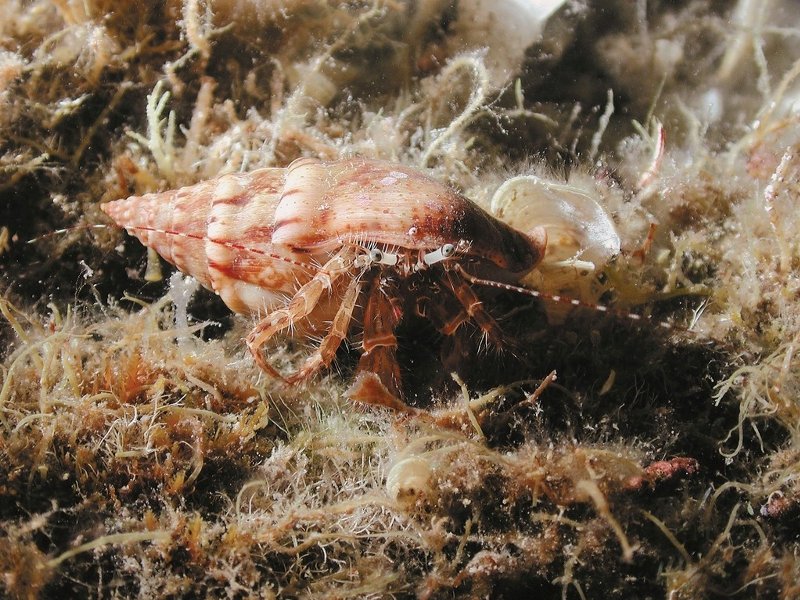 Jadransko more - Hrvatska enciklopedija