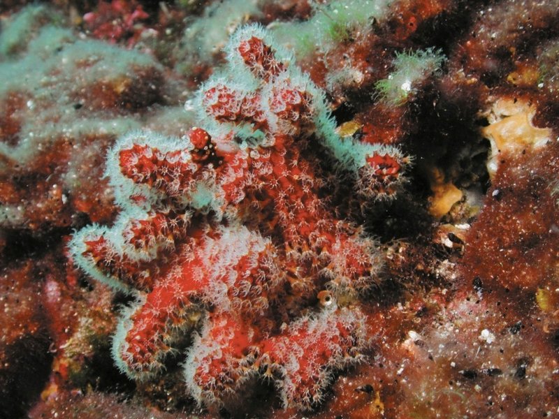 Jadransko more - Hrvatska enciklopedija