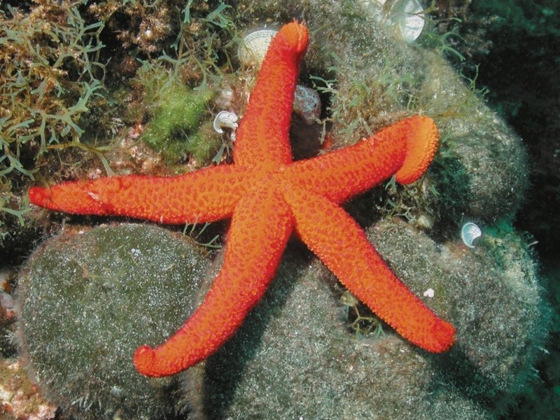 Jadransko more - Hrvatska enciklopedija