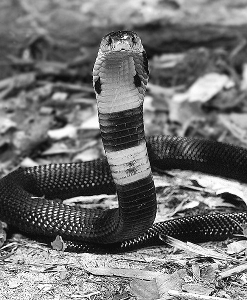 kobre - Hrvatska enciklopedija