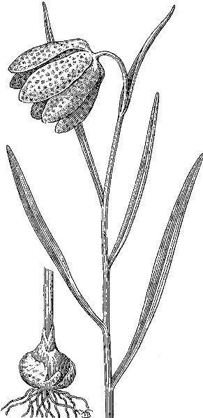 kockavica - Hrvatska enciklopedija
