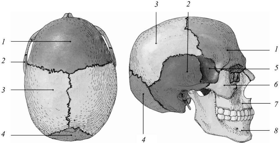 lubanja - Hrvatska enciklopedija