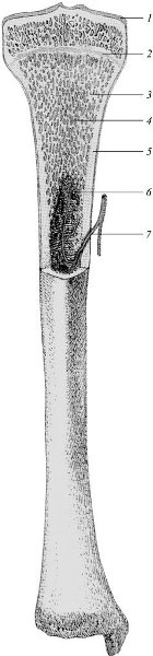 kost - Hrvatska enciklopedija