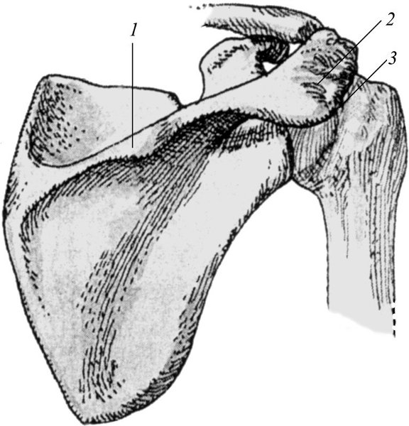 koštani sustav - Hrvatska enciklopedija