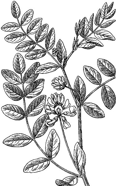 kozlinac - Hrvatska enciklopedija