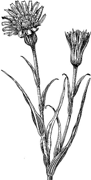 kozja brada - Hrvatska enciklopedija