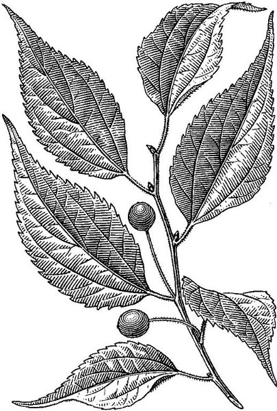 koprivić - Hrvatska enciklopedija