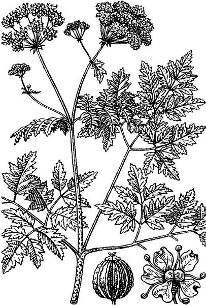 kukuta - Hrvatska enciklopedija