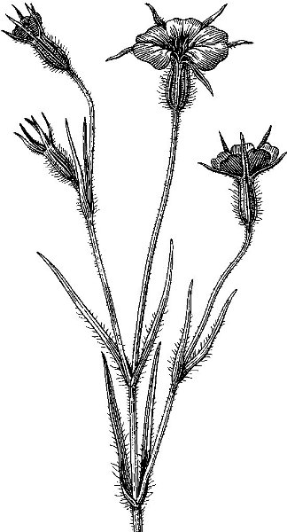 kukolj - Hrvatska enciklopedija