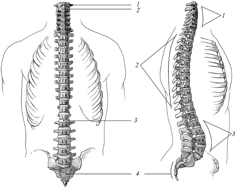 kralježnica - Hrvatska enciklopedija