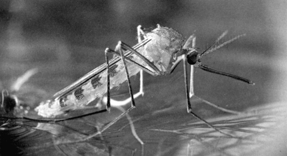 komarci - Hrvatska enciklopedija