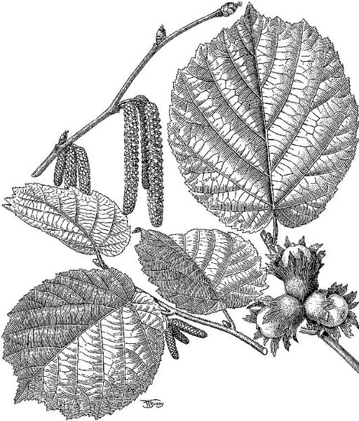 lijeska - Hrvatska enciklopedija