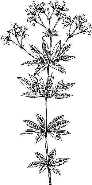 lazarkinja - Hrvatska enciklopedija