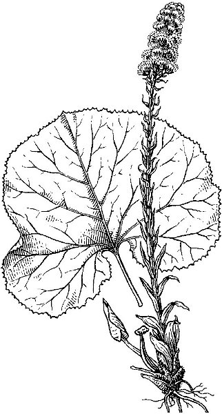 lopuh - Hrvatska enciklopedija