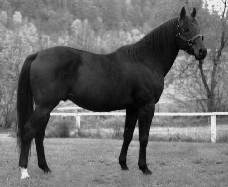 konj, domaći - Hrvatska enciklopedija