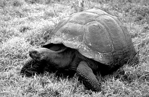 kornjače - Hrvatska enciklopedija