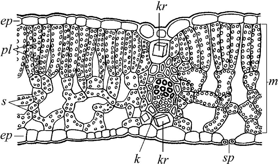 list - Hrvatska enciklopedija