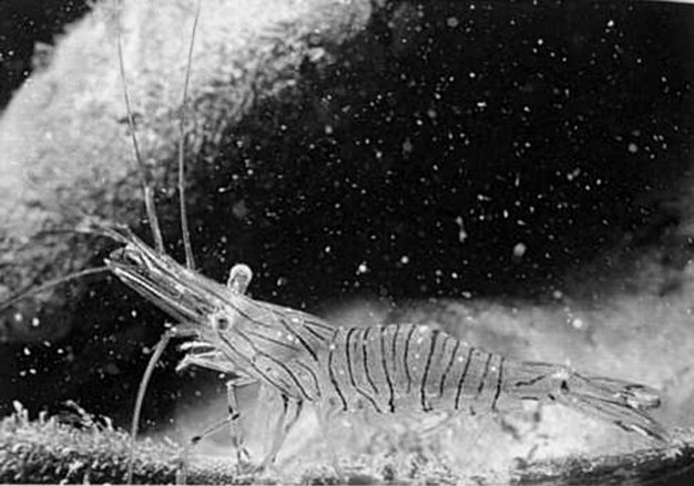 kozice - Hrvatska enciklopedija