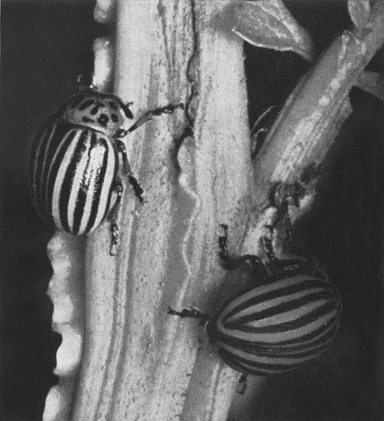 krumpirova zlatica - Hrvatska enciklopedija