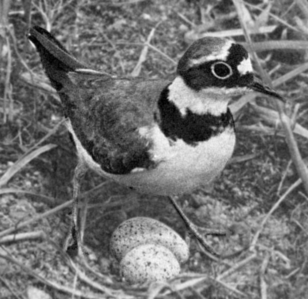 kulici - Hrvatska enciklopedija