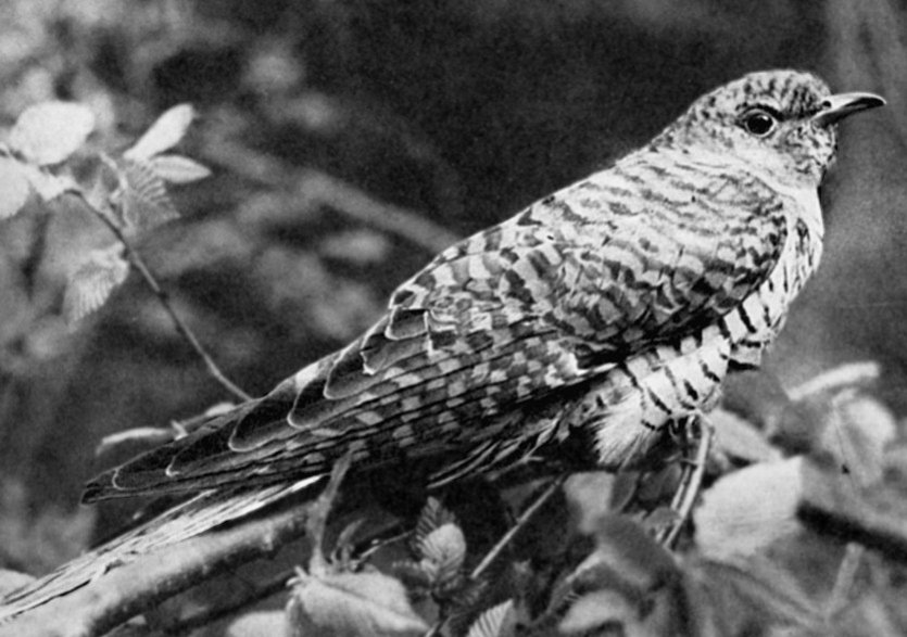 kukavica - Hrvatska enciklopedija