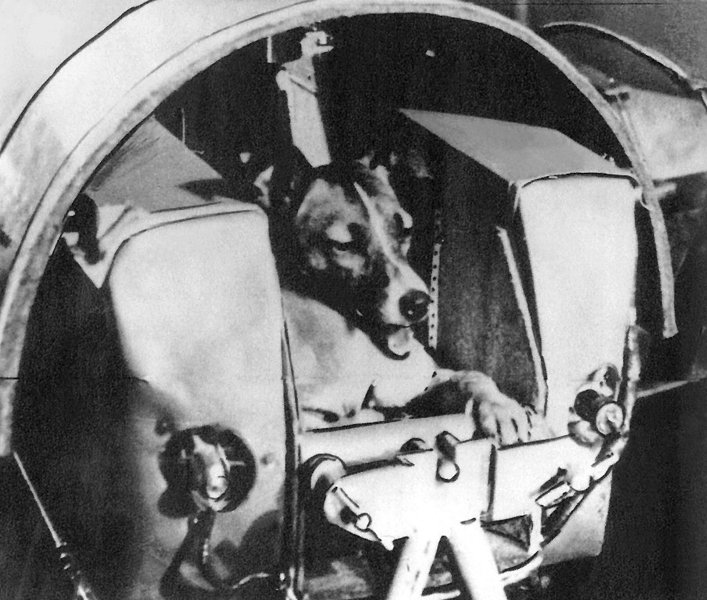 Lajka - Hrvatska enciklopedija