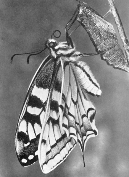 lastin rep - Hrvatska enciklopedija