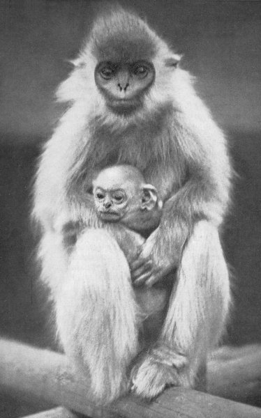 languri - Hrvatska enciklopedija