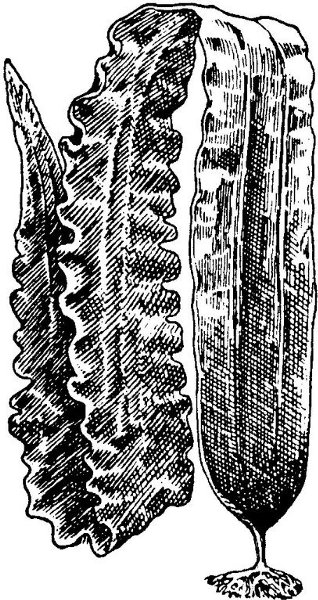 laminarija - Hrvatska enciklopedija