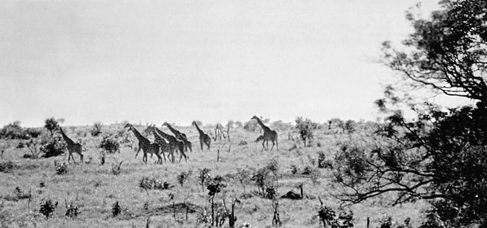 Kongo, Demokratska Republika - Hrvatska enciklopedija