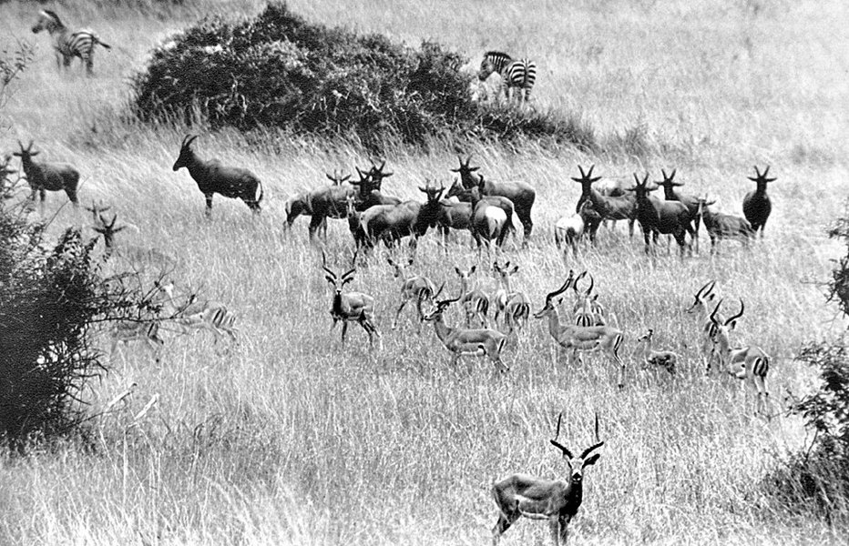 Kongo, Demokratska Republika - Hrvatska enciklopedija