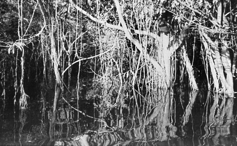 lijane - Hrvatska enciklopedija