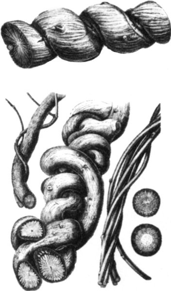 lijane - Hrvatska enciklopedija