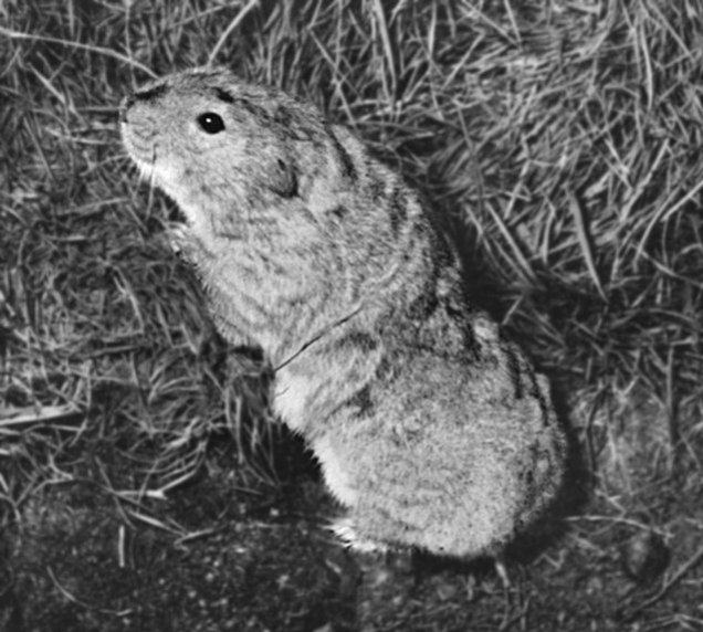 leming - Hrvatska enciklopedija