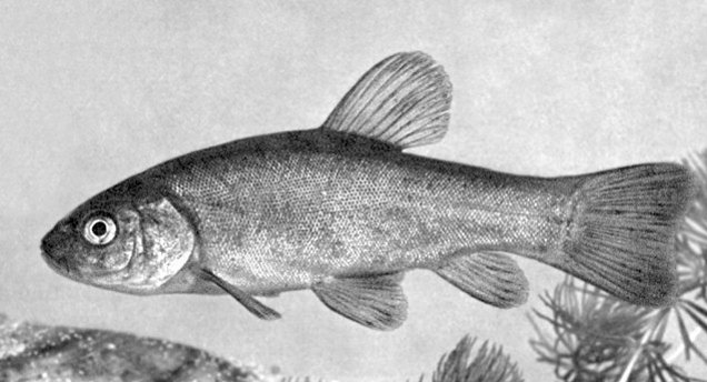 linjak - Hrvatska enciklopedija