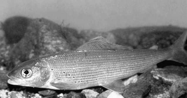 lipan - Hrvatska enciklopedija