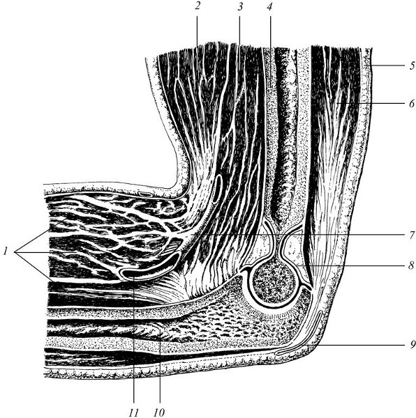 lakat - Hrvatska enciklopedija