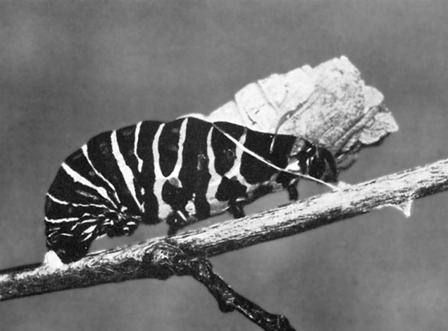 leptiri - Hrvatska enciklopedija